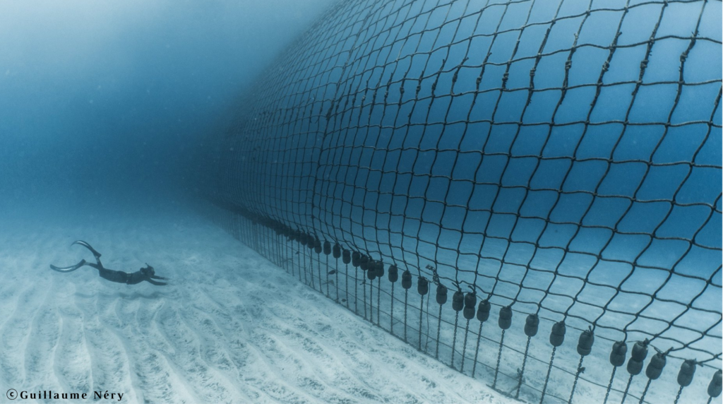 Filets anti-requins : entre sécurité humaine et gestion des écosystèmes ...